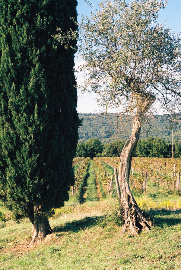 Tenuta Licinia - L'Isolato 2023 – Johnston Fine Wines
