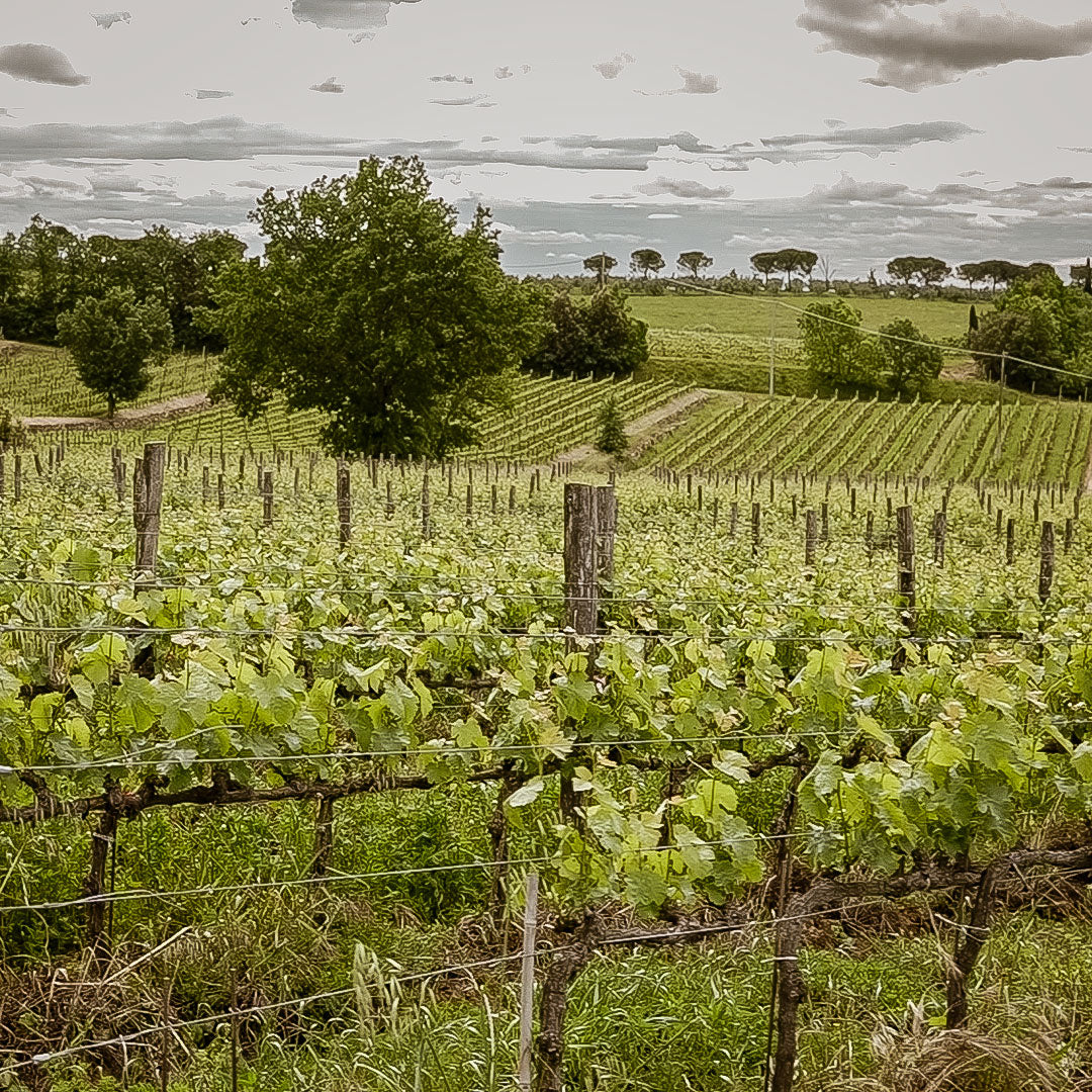 Tenuta Licinia - Montepolli 2019 – Johnston Fine Wines